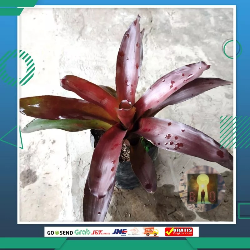 Jual bromelia red neoregelia fireball tanaman hias hidup berakar ...
