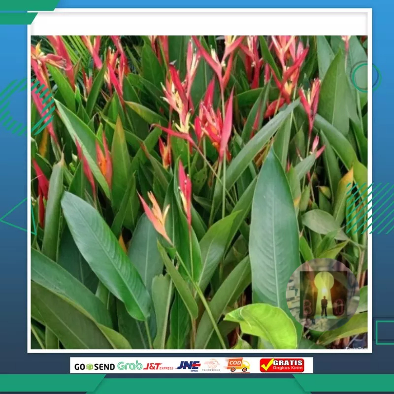 Jual Heliconia Tanaman Hias Pisang Pisangan | Shopee Indonesia