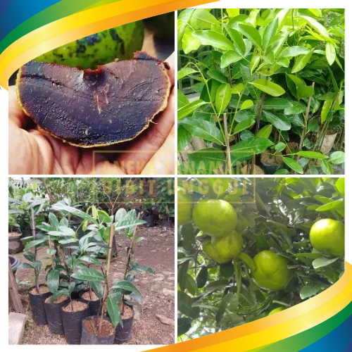 Jual Bibit Tanaman Buah Black Sapote Jumbo ( Sawo Hitam ) | Shopee ...