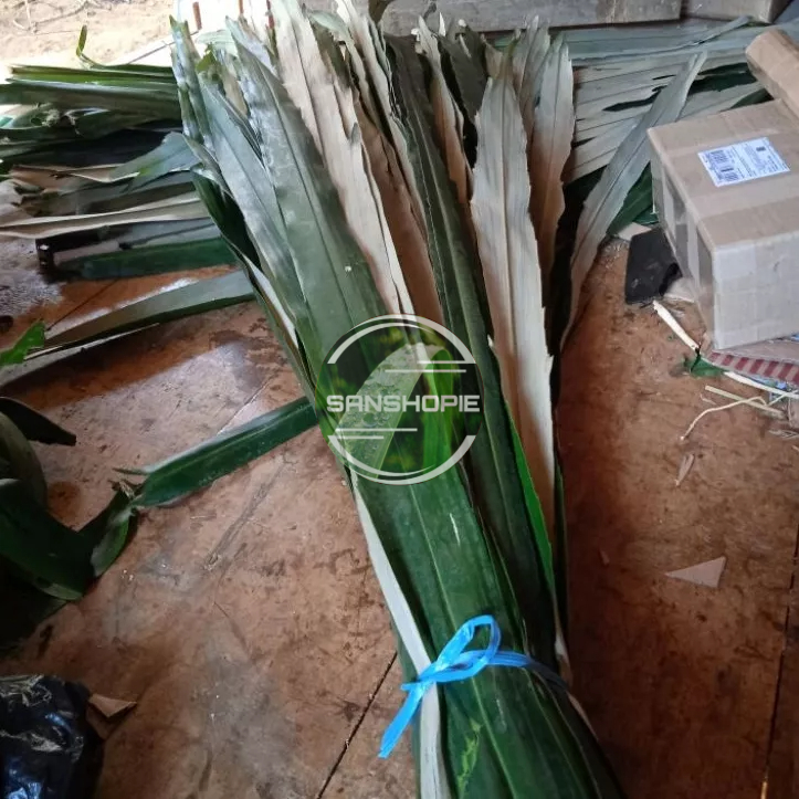 Jual Daun pohon aren segar per 1 kg | Shopee Indonesia