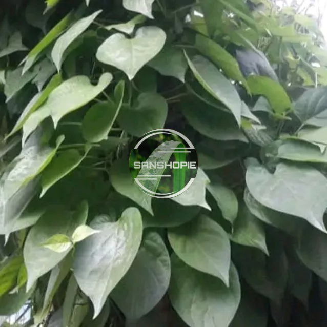 Jual Daun Kentutan Simbukan Segar 1 KG | Shopee Indonesia