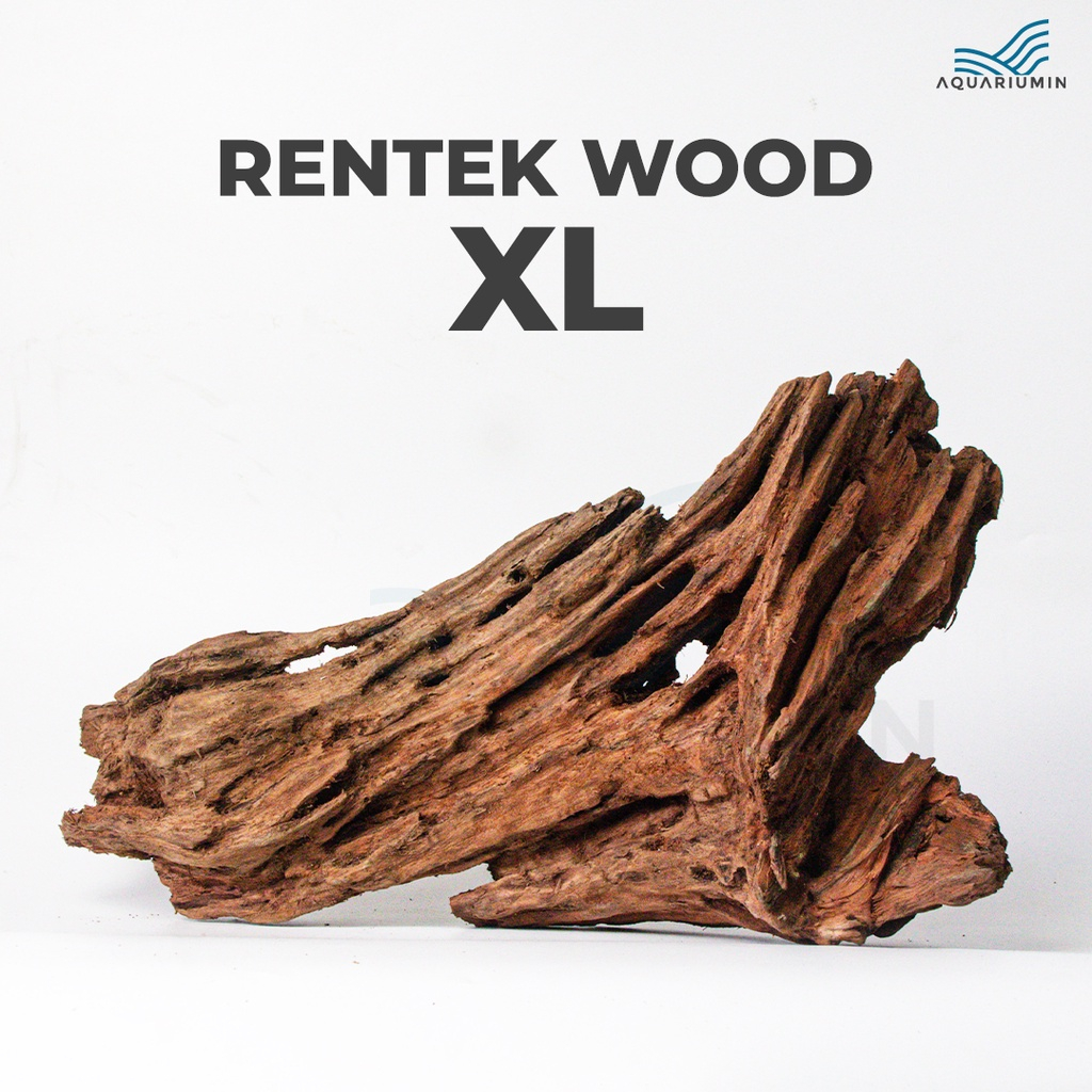 Jual Kayu Rentek / Rentek Wood Size XL Aquascape Aquarium | Shopee ...