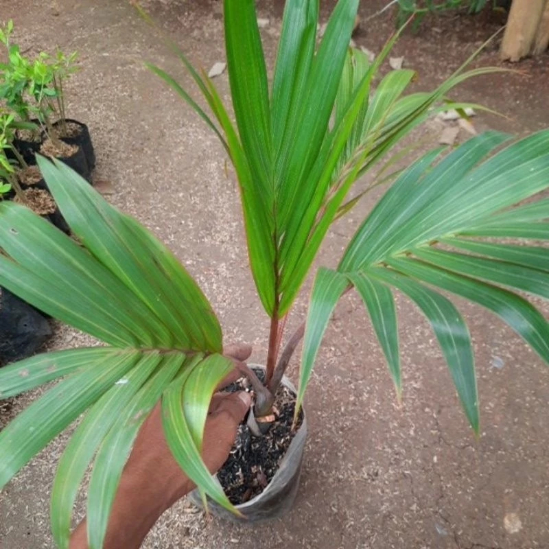 Jual Pohon palm botol | Shopee Indonesia