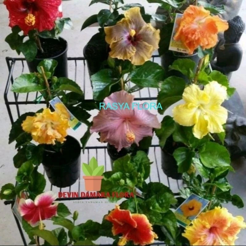 Jual ORDER NOW?!!?! Paket 9 bunga sepatu hibiscus - Tanaman hias ...