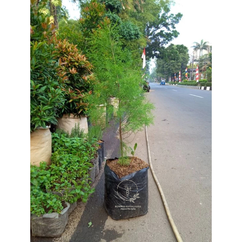 Jual Tanaman Cemara Balon Tinggi 1Meter | Shopee Indonesia