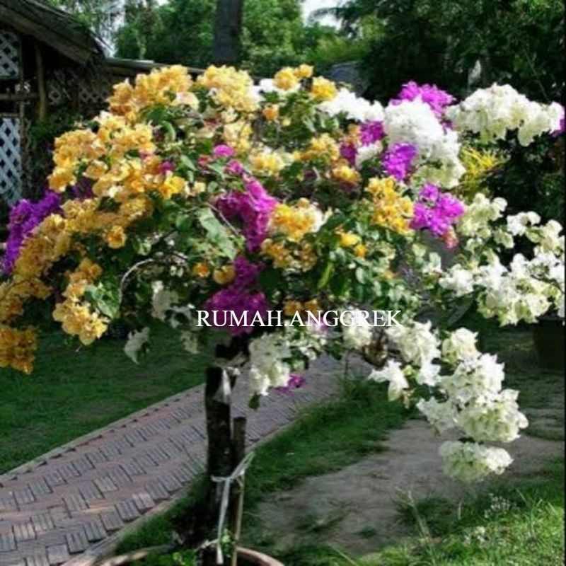Jual TANAMAN HIAS BUGENVIL 3 WARNA BATANG BESAR-Bunga Bougenville-Bunga ...
