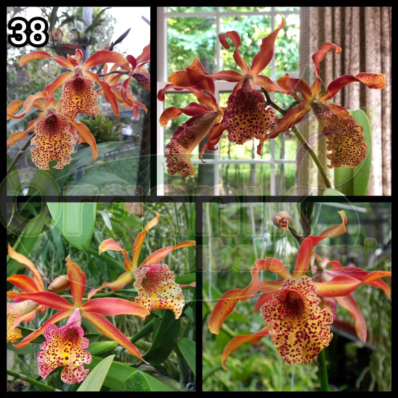 Jual Anggrek Cattleya Frances Fox | Catleya Frances Fox | Catleya Bunga ...