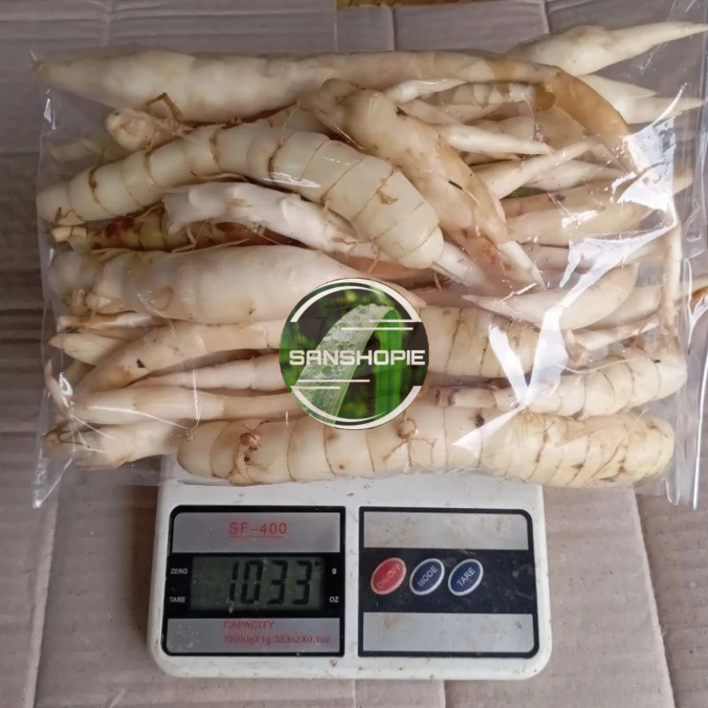 Jual Umbi garut atau ubi sagu segar 1 kg | Shopee Indonesia