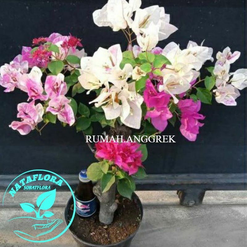 Jual Promo Tanaman Hias Bugenvil 4 Warna Bugenvil Bunga Kertas 4
