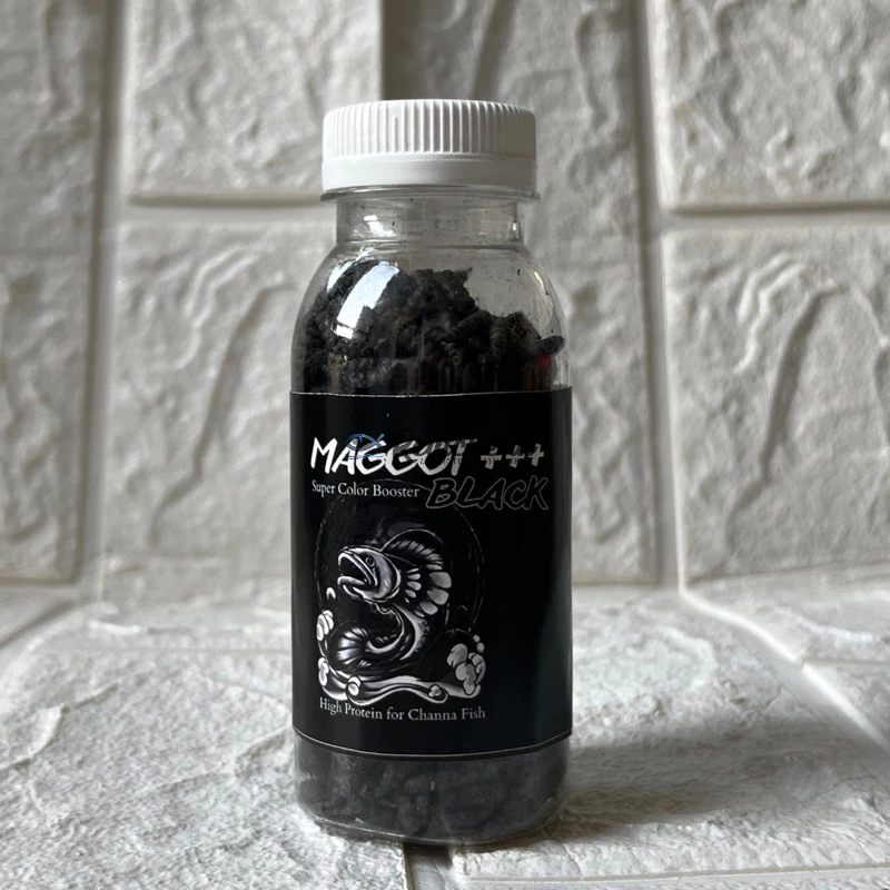 Jual MAGGOT SUPER BLACK magot dengan Extra Squid Ink Untuk Progres ...