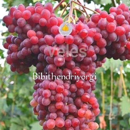 Jual BIBIT ANGGUR IMPORT VELES GARANSI VALID GRAFTING ASLI Genjah ...