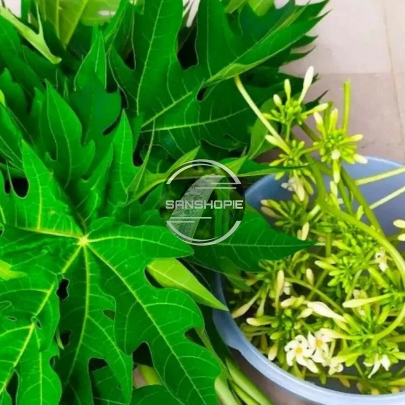 Jual Daun pepaya gandul/gantung atau pepaya jantan Segar 1 kg. | Shopee ...