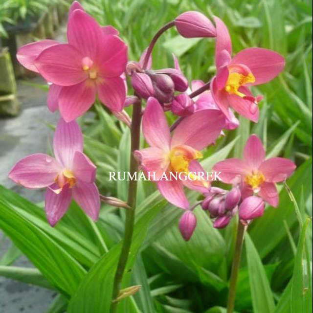 Jual Anggrek tanah Bunga Pink Yellow - Tanaman Hias Hidup - Bunga hidup ...