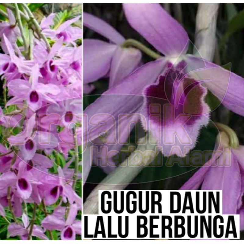 Jual Anggrek Dendrobium Anosmum Gigantea Dewasa Siap Bunga | Shopee ...