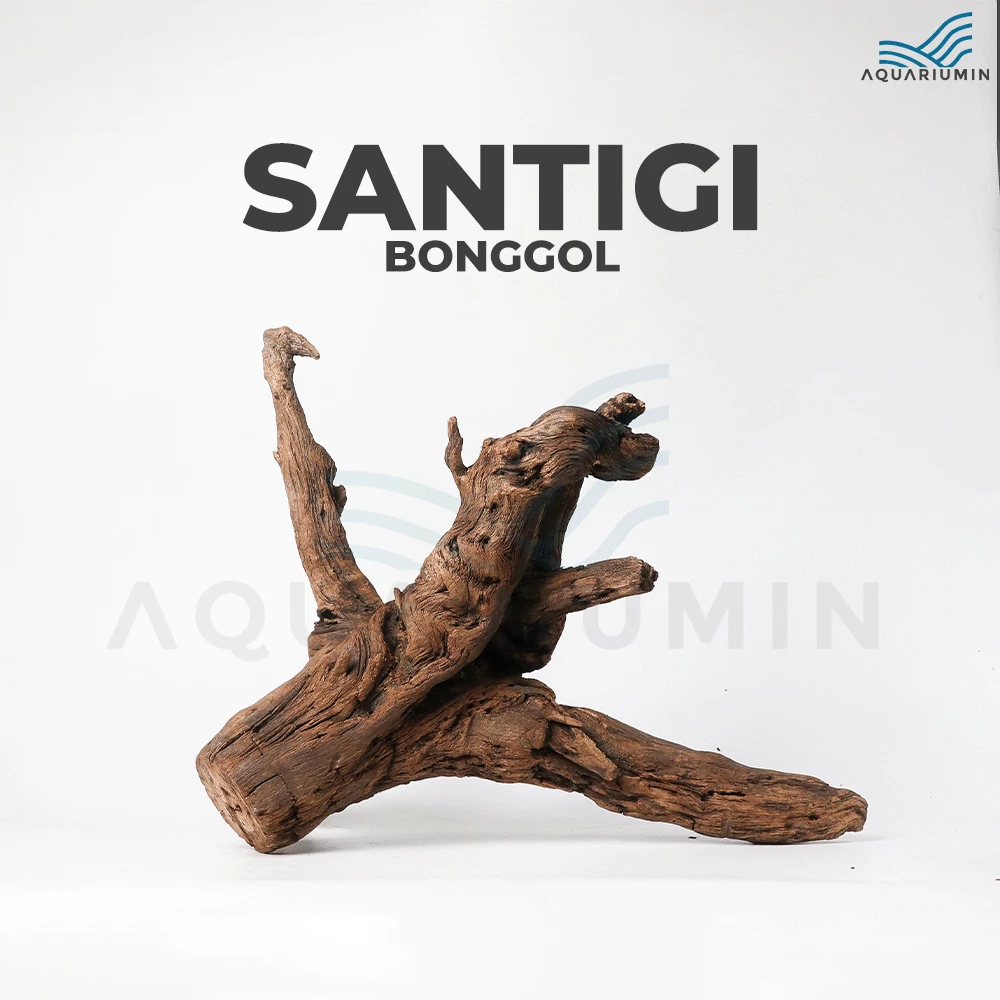 Jual Kayu Santigi Bonggol / Santigi Wood Hump Aquascape Aquarium ...