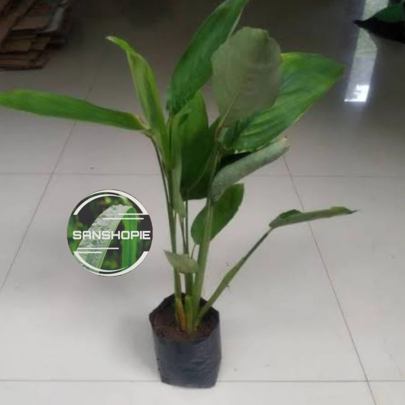 Jual Bibit pohon umbi garut Tanaman sagu | Shopee Indonesia