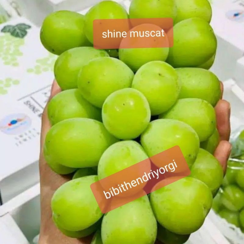 Jual Anggur Muscat Terlengkap & Harga Terbaru Mei 2026 | Shopee Indonesia
