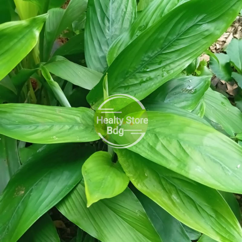 Jual Daun umbi garut atau sagu segar 250 gram | Shopee Indonesia
