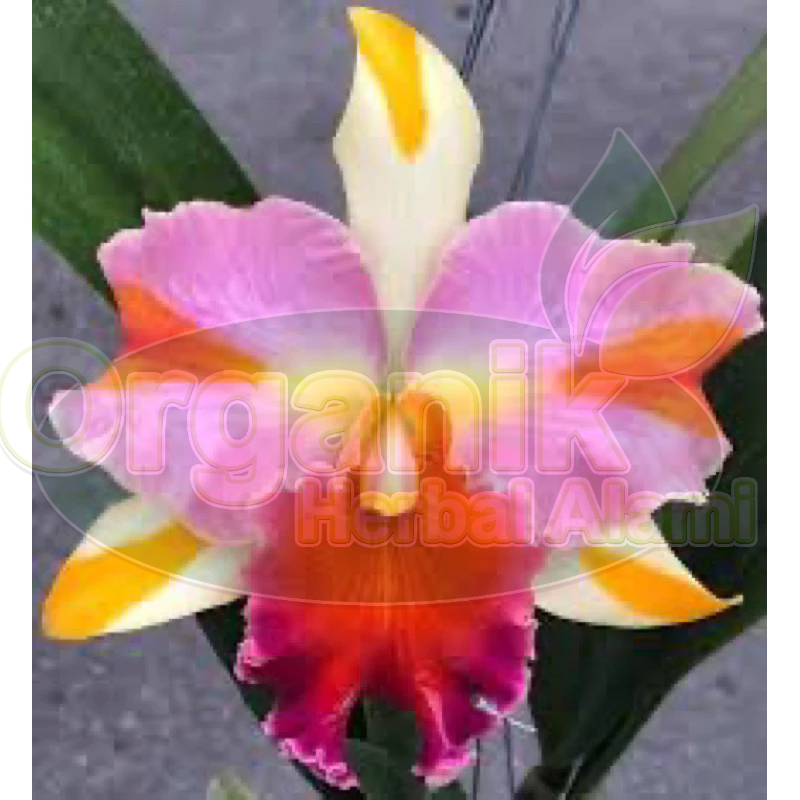 Jual Anggrek Cattleya Amazing Thailand | Catleya Amazing | Rlc Amazing ...