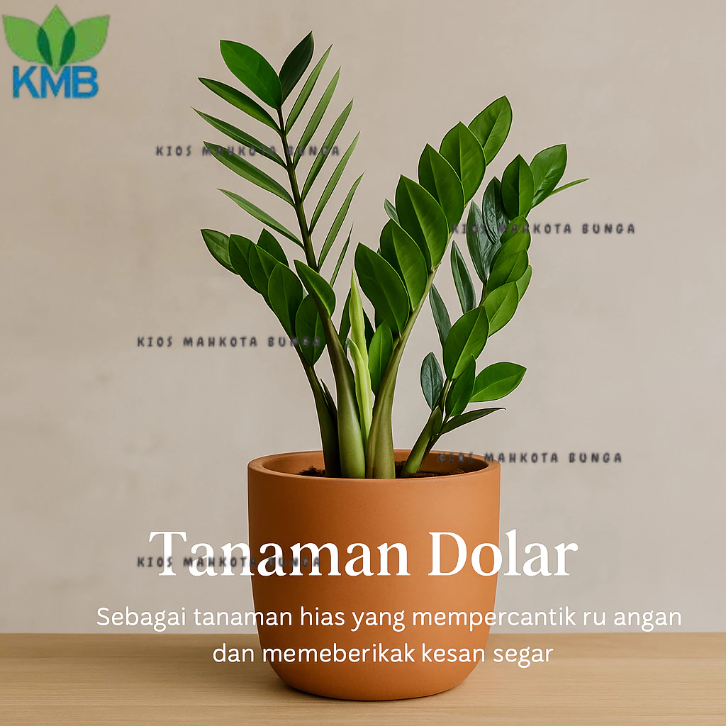Jual Tanaman Hias Dolar Zamea / Tanaman Hidup Jamea Dolar 4 Batang Daun ...