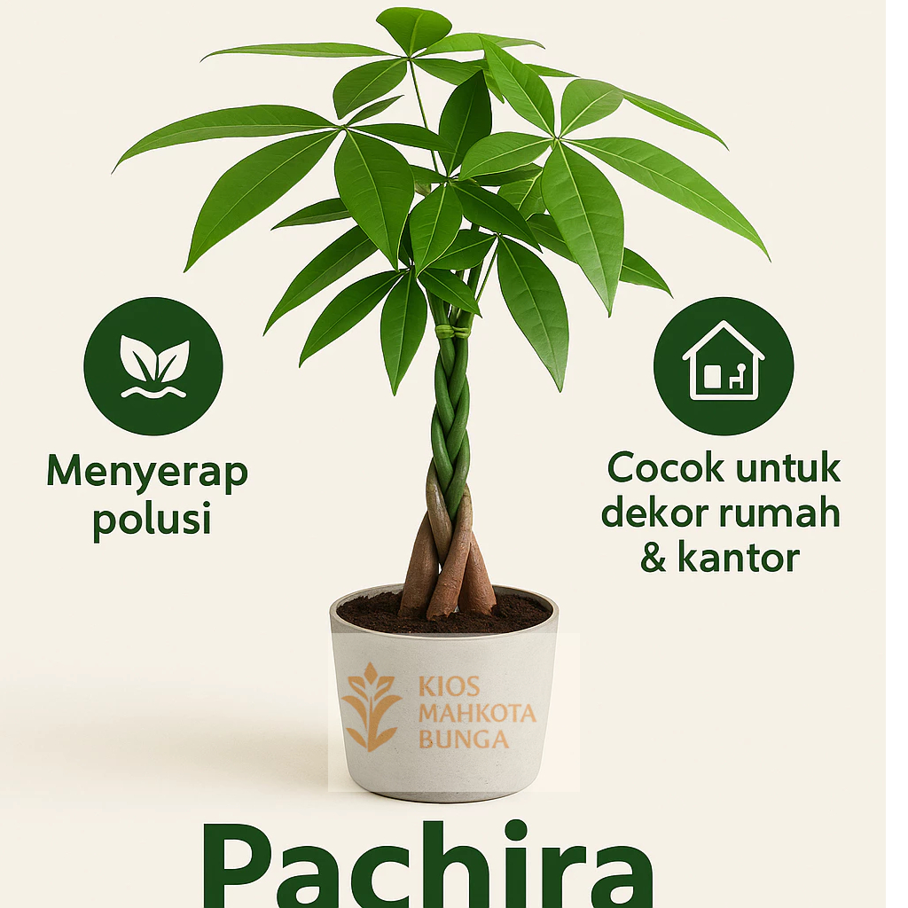 Jual Tanaman Pachira Money Tree- Tanaman Hias Pacira / Pohon Pacira ...