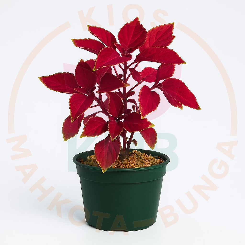 Jual Tanaman Hias Miana Merah Miyana Iler Jawer Kotok/ miana bayam ...