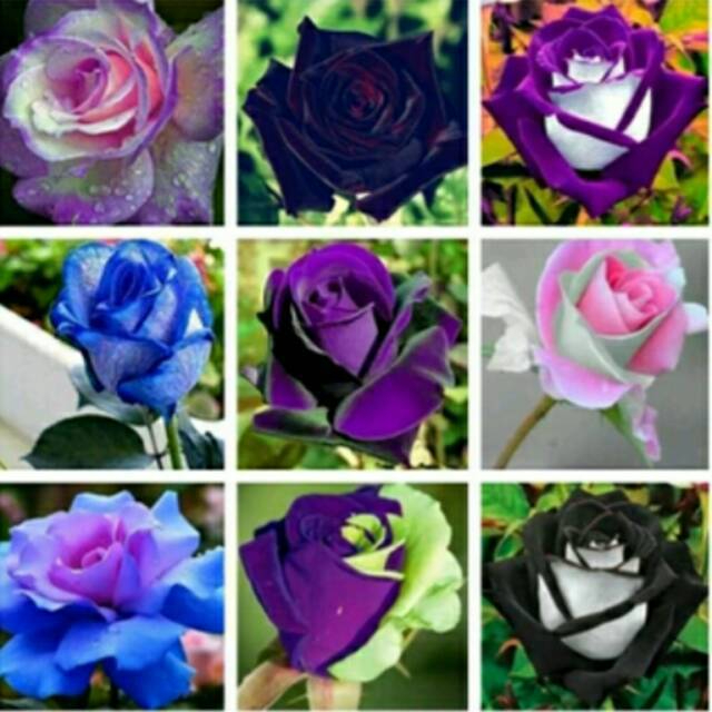 Jual Benih Bunga Mawar Langka Rare Rose Mix 10 Biji Bibit Mawar Benih ...