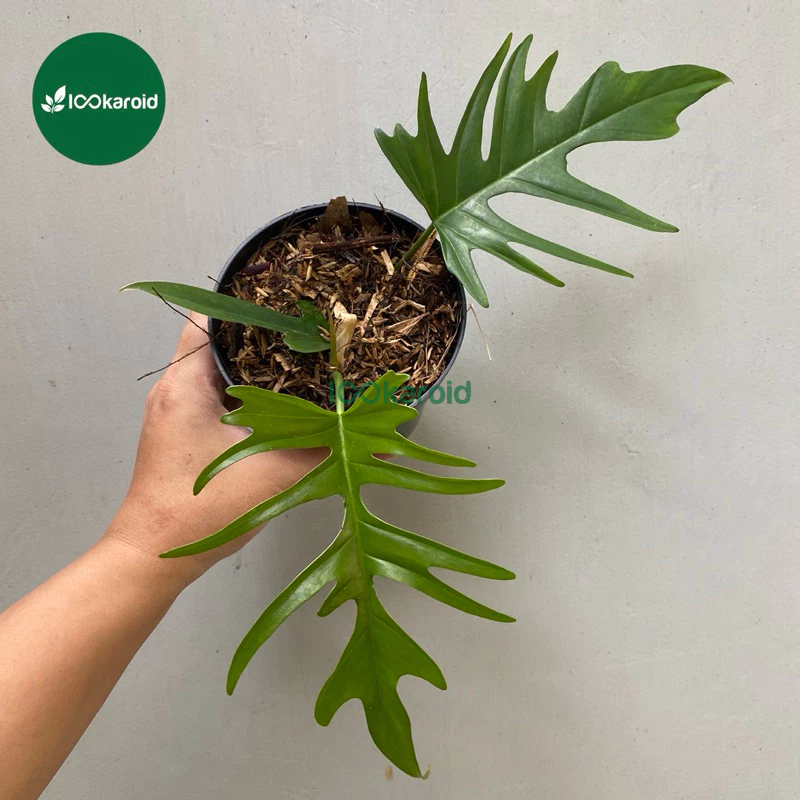 Jual Tanaman Hias Philodendron Flobe x Tortum | Philo Flotum Trah ...