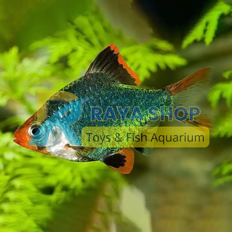 Jual Hiasan Akuarium Sumatra Tiger Barb Warna Green dan Albino | Shopee ...