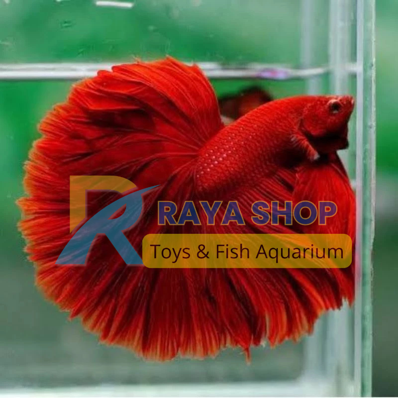 Jual Hiasan akuarium cupang HM Full Red Size L | Shopee Indonesia