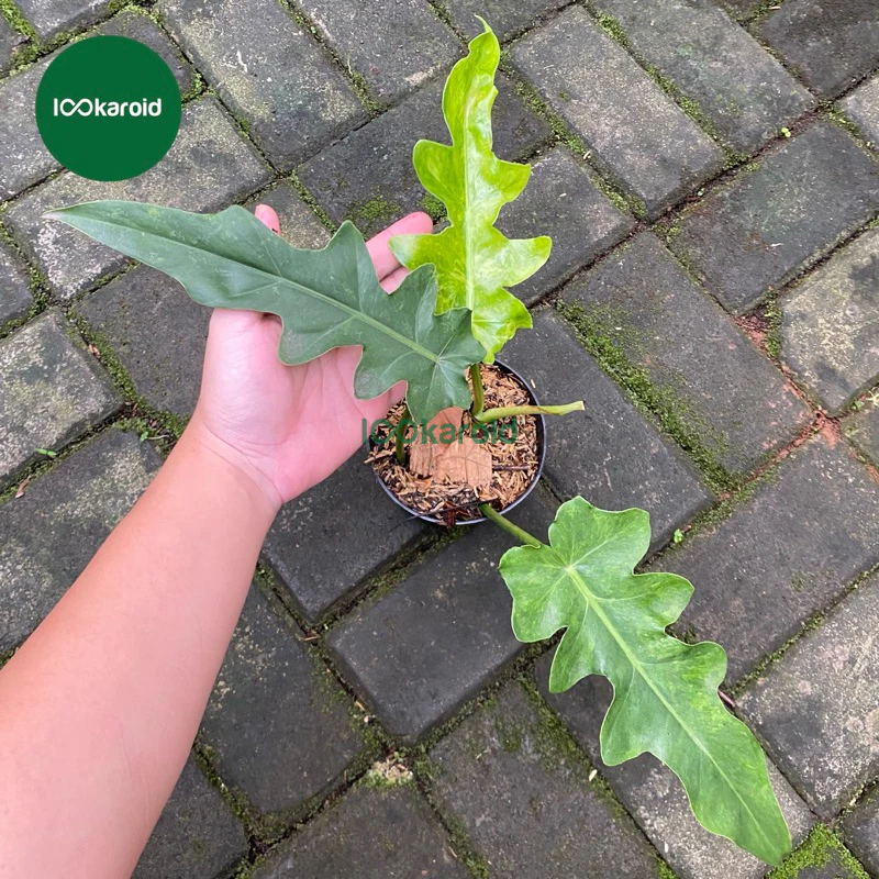 Jual Tanaman Hias Philodendron Bobcee Variegata | Philo Bob Cee ...
