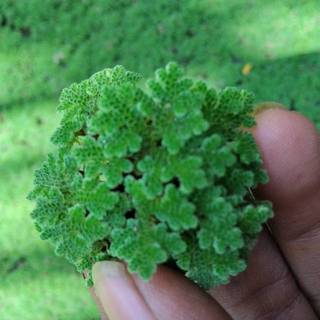 Jual azolla Harga Terbaik & Termurah Juni 2024 | Shopee Indonesia