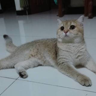 Jual Kucing BSH Terlengkap & Harga Terbaru Desember 2025 | Shopee Indonesia