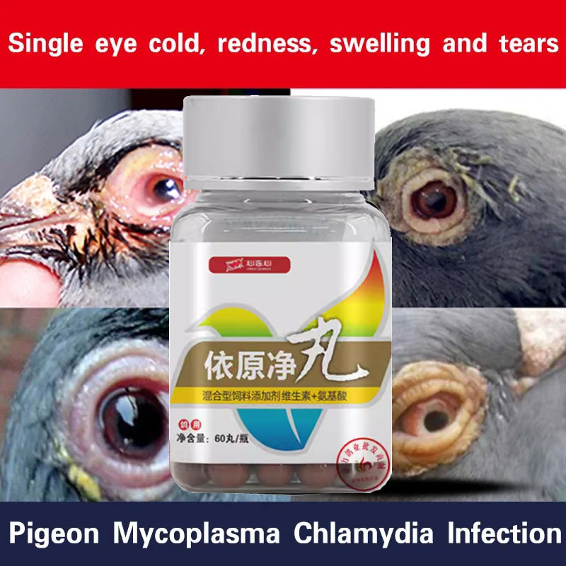 Jual Pigeon racing pigeons with chlamydia mycoplasma monocular cold ...
