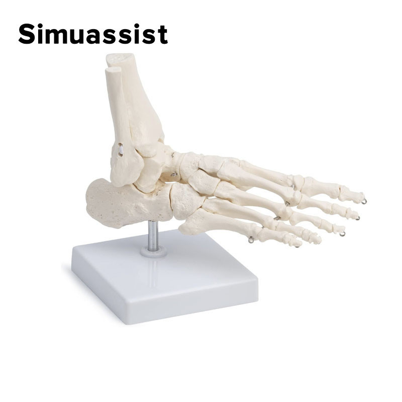 Jual New Life Size Foot Joints and bones Foot Anatomy Skeleton Human ...