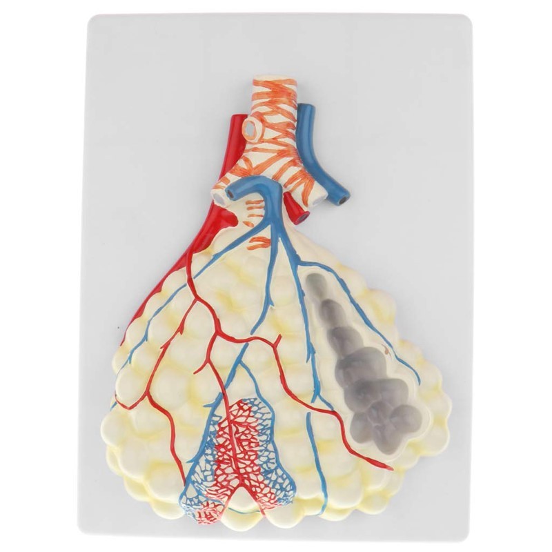 Jual New Human Pulmonary Alveoli Lung Anatomy Model Medical Science ...