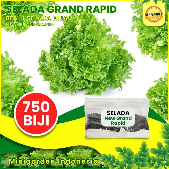 Jual MGI 750 benih selada hijau new grand rapid F1 bibit tanaman sayur sayuran hidroponik tahan ...