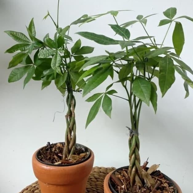 Jual Tanaman Hias Pachira Aquatica / Pachira Mini Kepang 5 / Money Tree ...