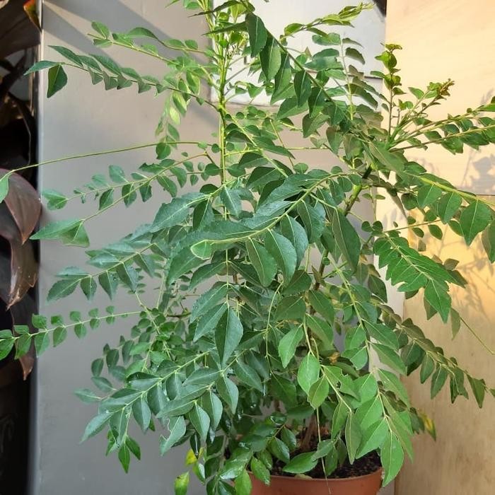 Jual Tanaman Daun Kari Tanaman Hidup | Shopee Indonesia