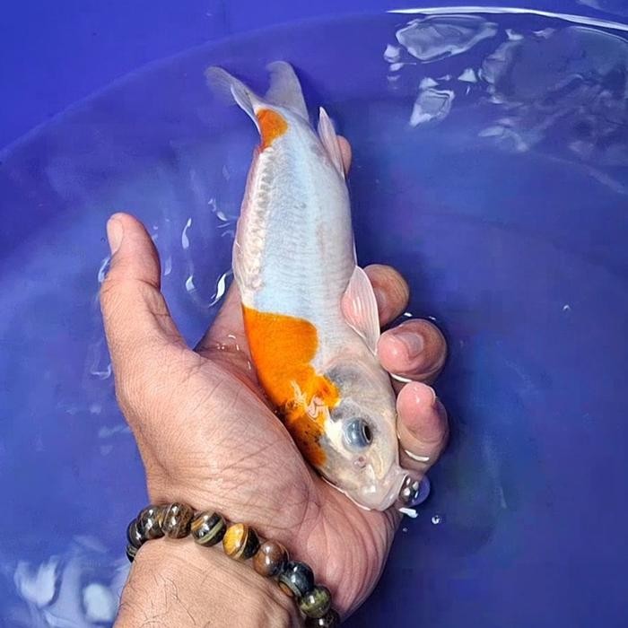 Jual Ikan Koi Blitar Jenis Kiko / Rumah Koi Jakarta / Kode 0011 ...