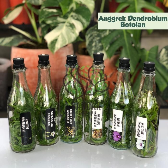 Jual Bibit Anggrek Dalam Botol Dendrobium Primary Hybrid | Shopee Indonesia