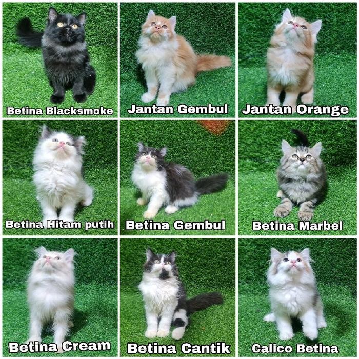 Jual Jual Kitten Persian Persia Lucu Superan Kucing Besar Angora ...