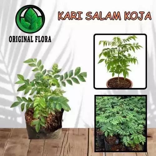 Jual BIBIT DAUN KARI SALAM KOJA TEMURUI WILD CURRY LEAVES ( TANAMAN ...