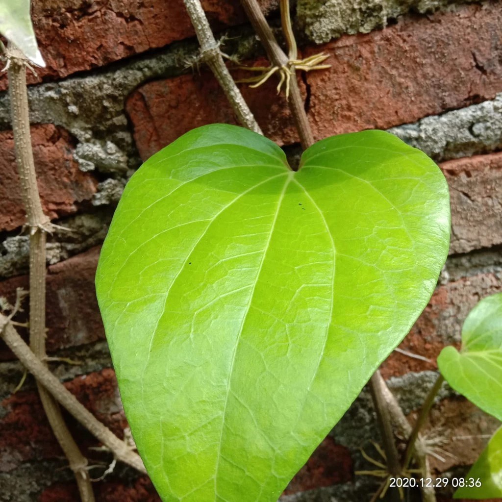 Jual satu lembar Daun Sirih Ketemu Ros Segar / Daun Suruh Temu | Shopee ...