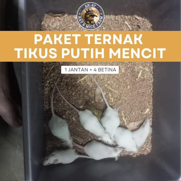 Jual Paket Ternak Tikus Putih Mencit Mus Musculus Pakan Hewan Reptil ...