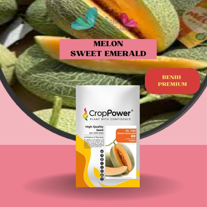 Jual [Sp] Ori Benih F1 Melon Sweet Emerald Biji Melon Premium Ekslusif ...