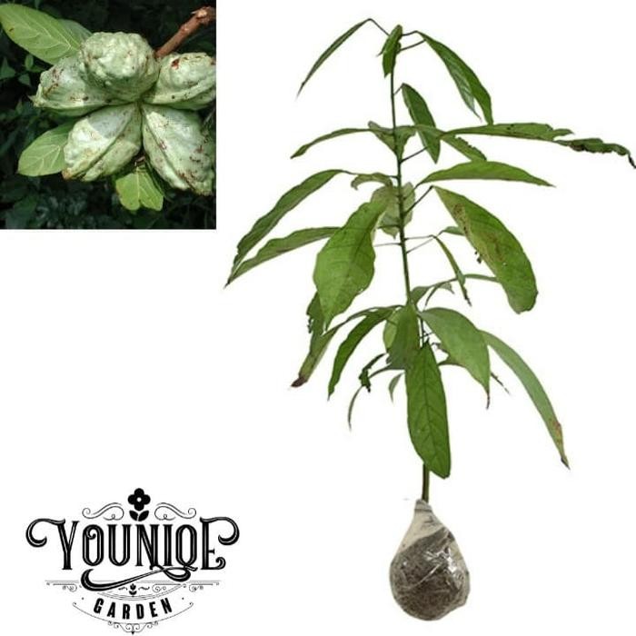 Jual ORIGINAL Cola Nut atau Kacang Kola / Bibit Taan Pohon Kacang Kola ...