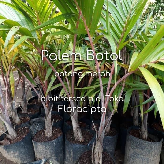 Jual Pohon Palem Botol Bibit Palm Palem Botol Tanaman Hias Taman Merah ...