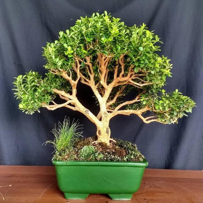 Jual TANAMAN HIAS Boksus tanaman bahan bonsai (BUXUS) | Shopee Indonesia
