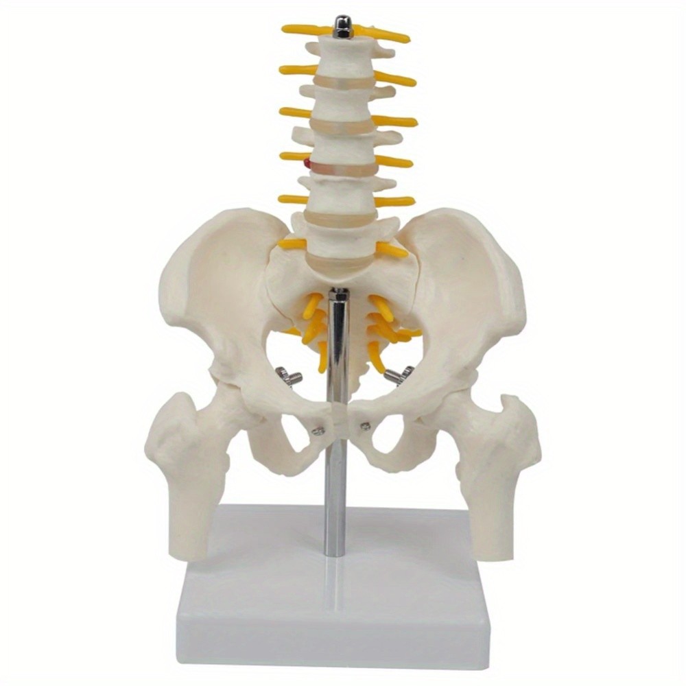 Jual 1 Pcs PVC Human Pelvic with Five Lumbar Vertebrae and Femur Model ...